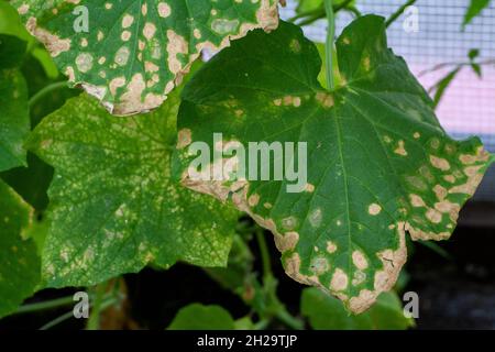 Cucumber leaves affected by downy mildew close-up. Cucumber disease ...