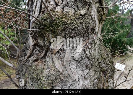 Schwarz-Pappel, Schwarzpappel, Rinde, Borke, Stamm, Pappel, Saarbaum ...