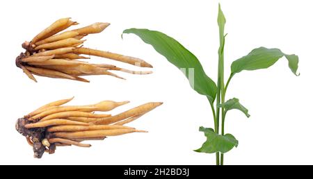Finger Root or Chinese Ginger isoled on white background Stock Photo ...