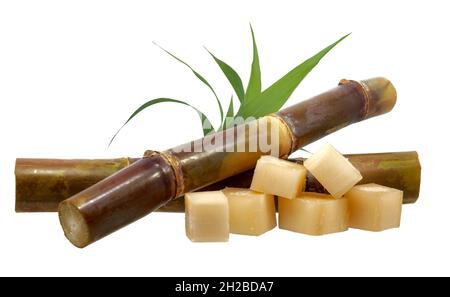 Single object of Sugar cane isolated on white background Stock Photo ...