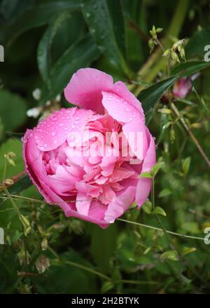 Beautiful blooming peony flower on summer nature background Stock Photo ...