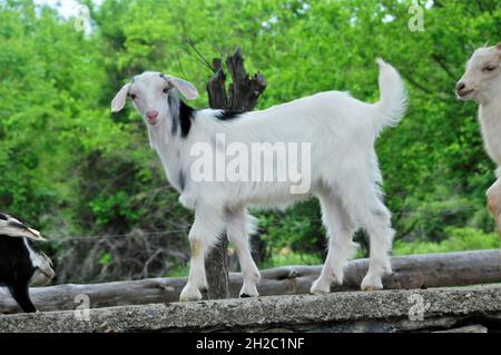 our herding goats in bulgaria Stock Photo - Alamy