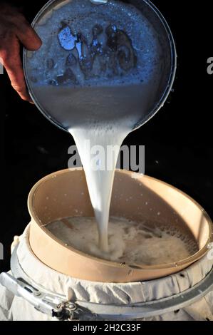 hand-milked goats and their milk Stock Photo - Alamy
