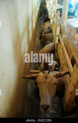 hand-milked goats and their milk Stock Photo - Alamy