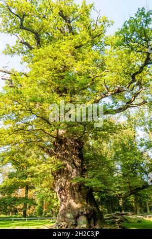 Ivenacker Eichen, 1000 year old oak trees, Mecklenburg Pomerania ...