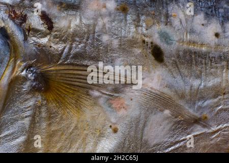 Dry food mold. Dried fish moldy Stock Photo - Alamy