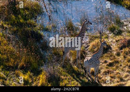 Aerial view of two giraffes (Giraffa camelopardalis) walking in the ...