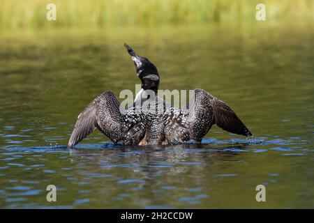 Loon shaking off after a dive in the Kenai National Wildlife Refuge ...