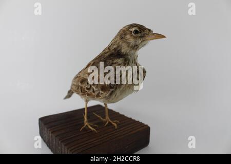 stuffed crowned lark Stock Photo - Alamy