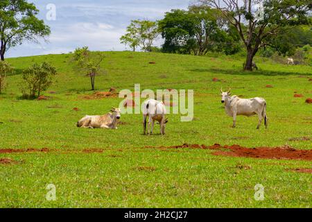 Roadside landscape in Goiás, with some cows eating green grass. Rural ...