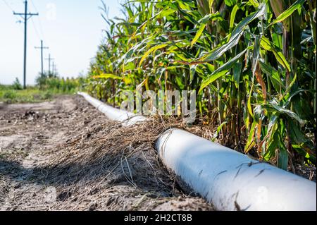 Furrow irrigation of a grain corn field. Siphon tubes transfer water ...