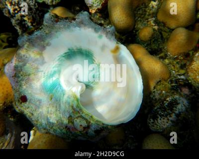 Toothed Top Shell (Tectus dentatus Stock Photo - Alamy
