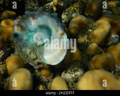 Tectus dentatus / Toothed top shell / Tectus dentatus Stock Photo - Alamy
