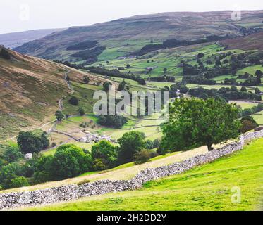 Traditional Barns and drystone walls with sheep at Gunnerside ...