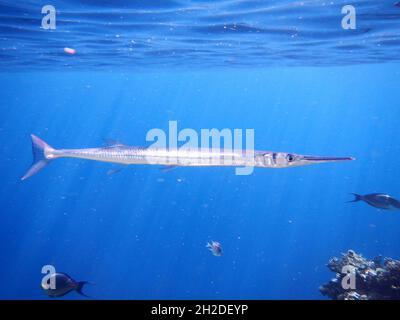 Hornhecht / Red Sea houndfish / Tylosurus choram Stock Photo - Alamy