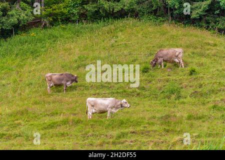 Cattle at Upper Allgaeu near Immenstadt in Bavaria, Germany Stock Photo ...