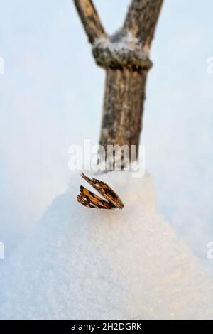 Death of insects. Winter is not compatible with life of environment ...