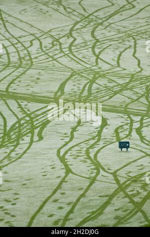 footprints on golf grass in dew near flag at morning Stock Photo - Alamy