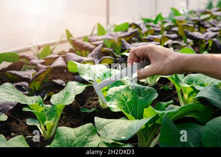 Farmers use vernier calipers to measure vegetables to track their ...