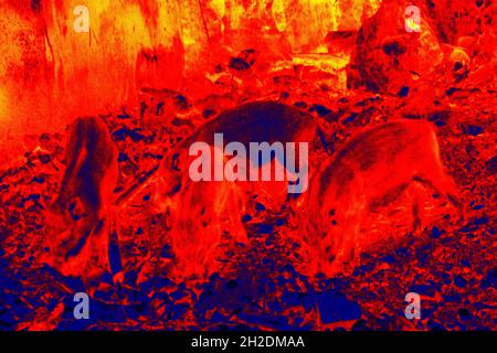 Wild boar in scientific high-tech thermal imager in forest. Animals and ...