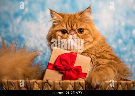 Red Persian cat with gift box on Christmas Stock Photo - Alamy