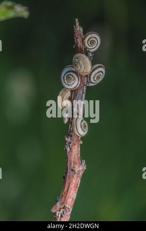 Aestivating cluster of Brown-lipped snails, Cepaea nemoralis, on twig ...