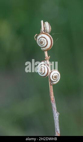 Aestivating Brown lipped snail (Cepaea nemoralis Stock Photo - Alamy