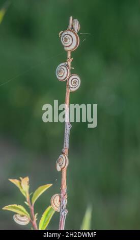 Aestivating Brown lipped snail (Cepaea nemoralis Stock Photo - Alamy