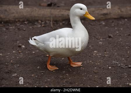 White duck profile Stock Photo - Alamy