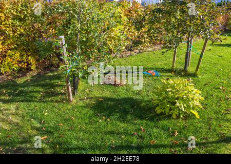 Cleaning the garden from fallen leaves with a fan rake. A gardener ...