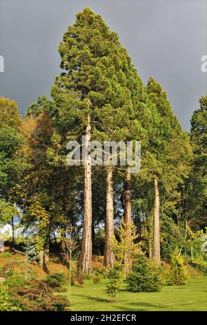 Canadian Redwood Trees Stock Photo - Alamy