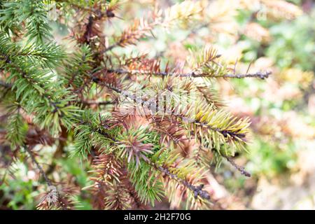 diseases of coniferous trees. Fusarium on spruce branches. Garden ...
