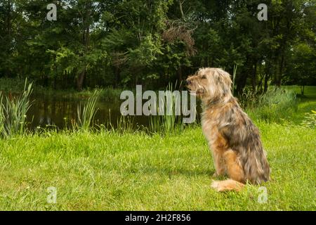 Sapsali, a Korean Sheepdog enjoying a day at the park Stock Photo - Alamy