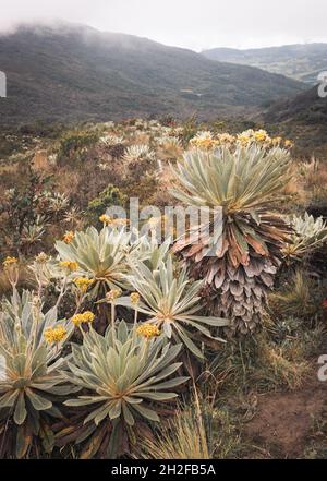Landscape of the paramo ecosystem in the Andes of Colombia, South ...