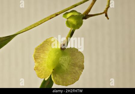 Super macro background of Hop Bush (Dodonaea viscosa) flowers and ...