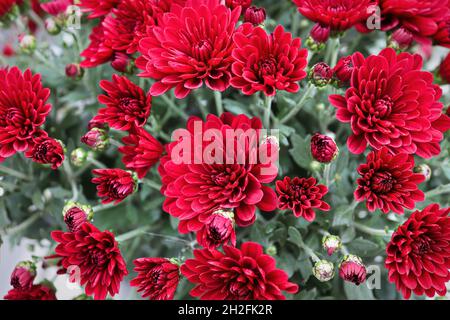 Background of various red garden mums growing Stock Photo - Alamy