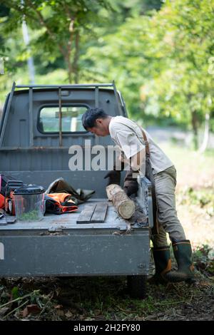 Man Collecting Logs Stock Photo - Alamy