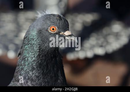 Taube / Dove / Columba Stock Photo - Alamy