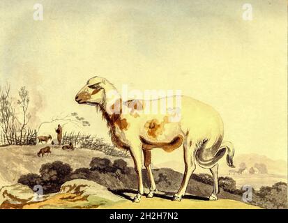 History. South Africa. Boer colonists and black south African. 1860 ...