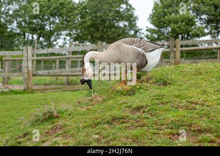 Chinese goose Woodlands family theme park, Totnes, Devon, England Stock ...