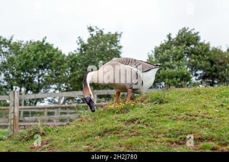 Chinese goose Woodlands family theme park, Totnes, Devon, England Stock ...