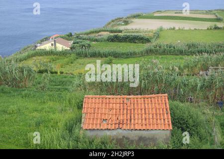 green farmland on the azores islands Stock Photo - Alamy