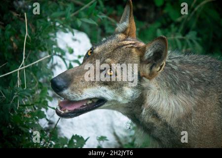 wolf portrait taken on central italy mountains Stock Photo - Alamy