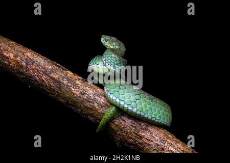 Large Scaled Pit Viper Stock Photo - Alamy