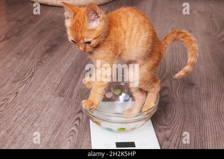 Small ginger kitten in a cup on the scales close up Stock Photo - Alamy