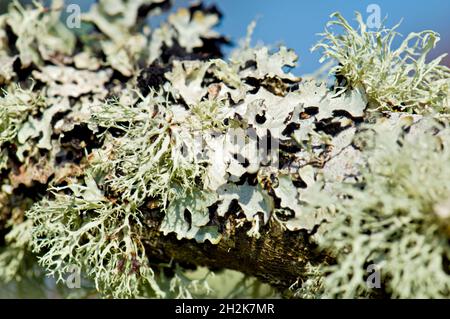 Lichen on apple tree, macro shot Stock Photo - Alamy