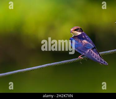A Juvenile Wire Tail Swallow sitting on wire looking back Stock Photo ...