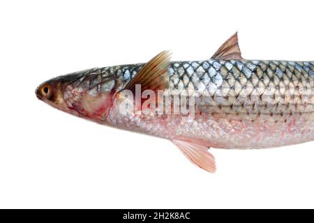Red-finned mullet isolated on a white background Stock Photo - Alamy