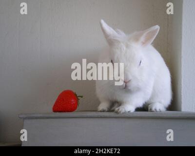 My little white rabbit with a red strawberry Stock Photo - Alamy