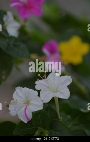 Flower market with various types of flowers and plants Stock Photo - Alamy